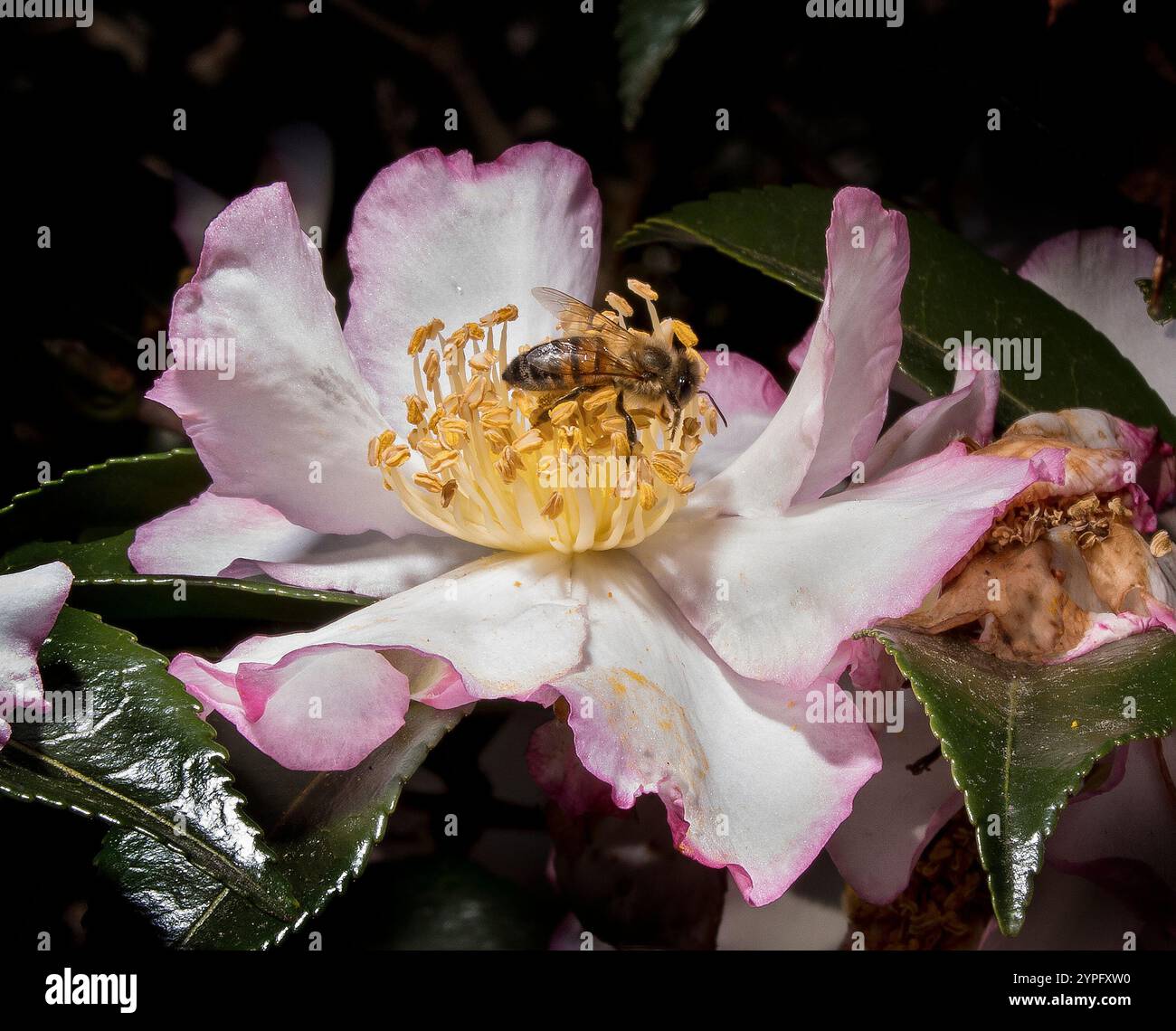 A Honeybee enjoys a Thanksgiving meal of nectar on a Camelia Bush in a ...
