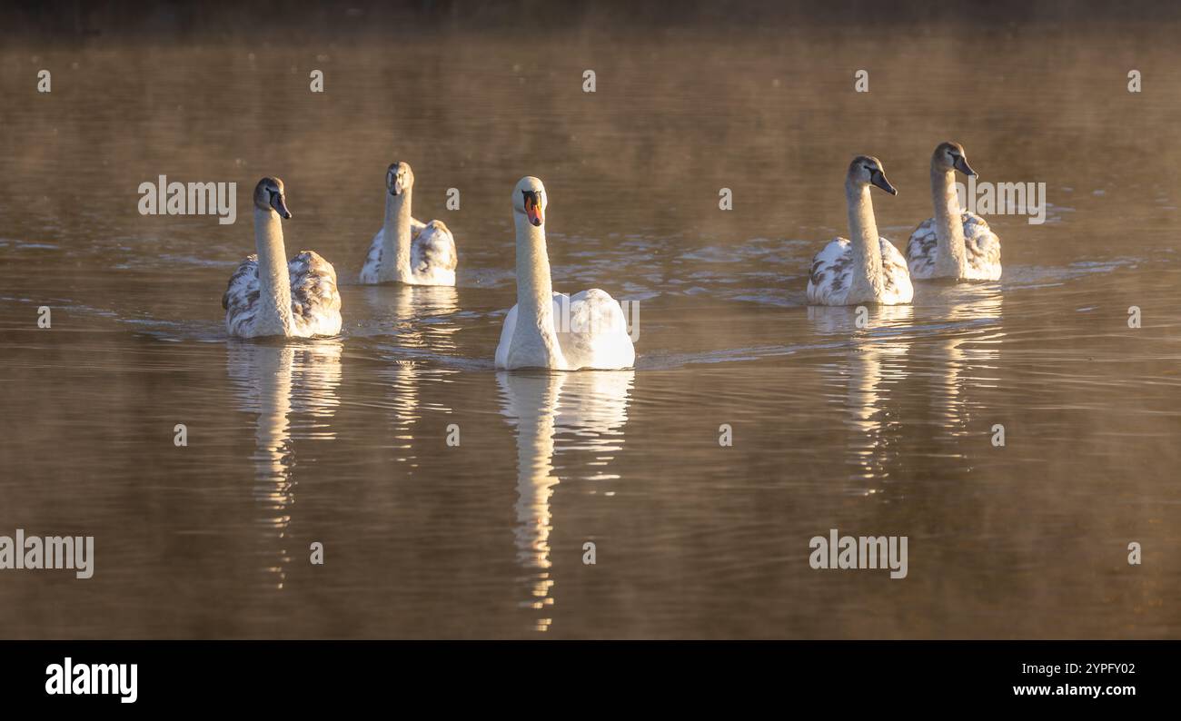 Photographer swans hi-res stock photography and images - Alamy