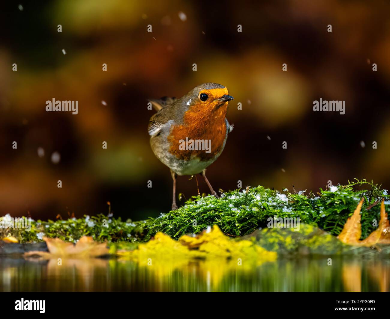Robin pond ice garden hi-res stock photography and images - Alamy