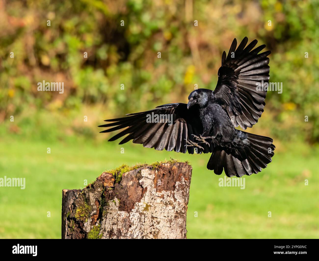 Crow uk flying hi-res stock photography and images - Alamy
