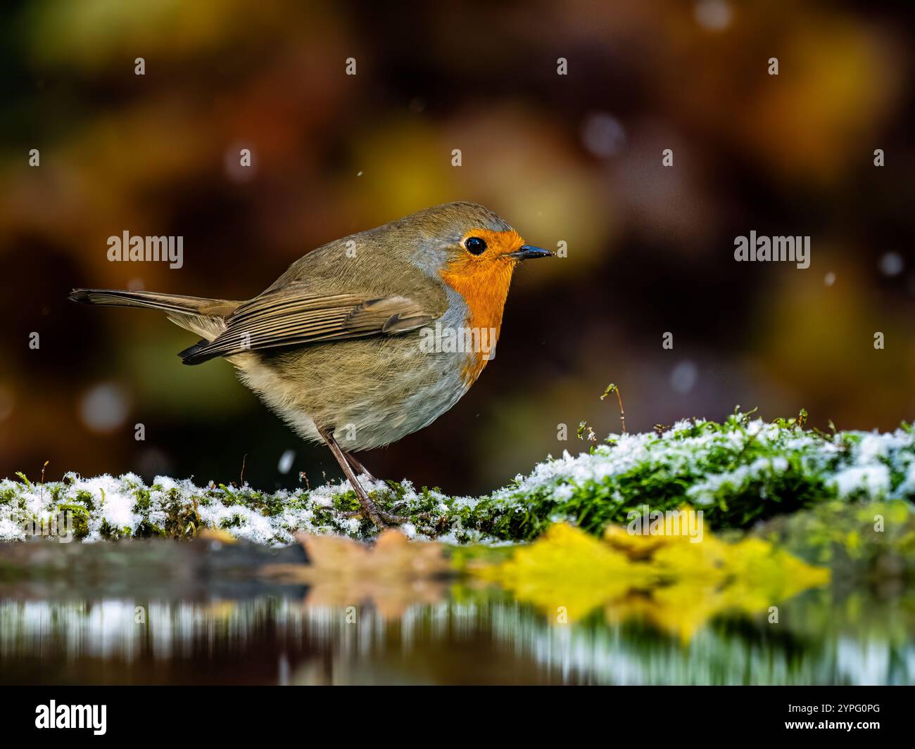 Robin pond ice garden hi-res stock photography and images - Alamy