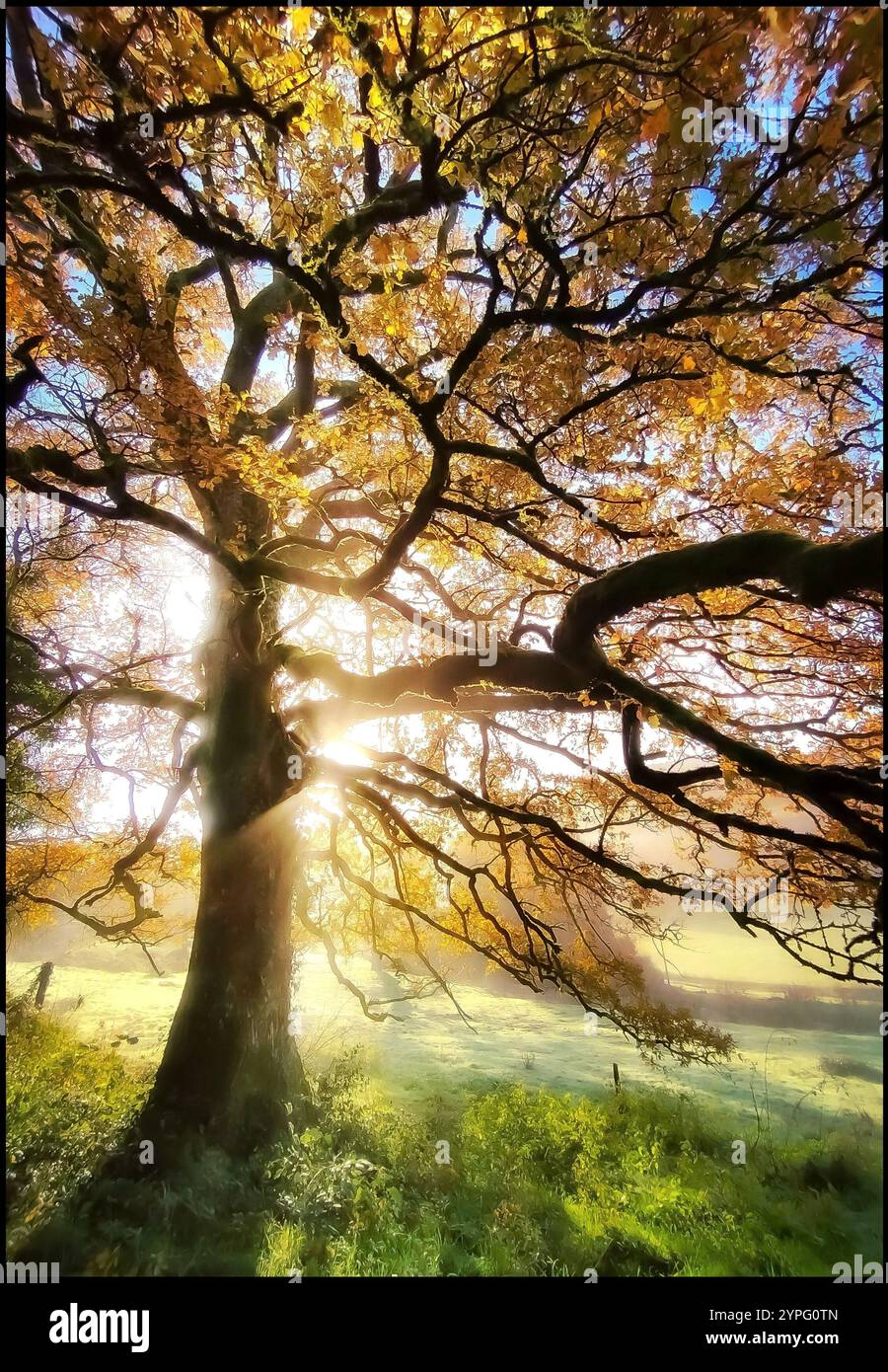 old tree in the morning mist. bicentennial oak in Burgundy . beautiful ...