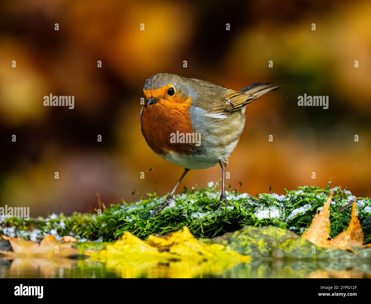 Robin pond ice garden hi-res stock photography and images - Alamy