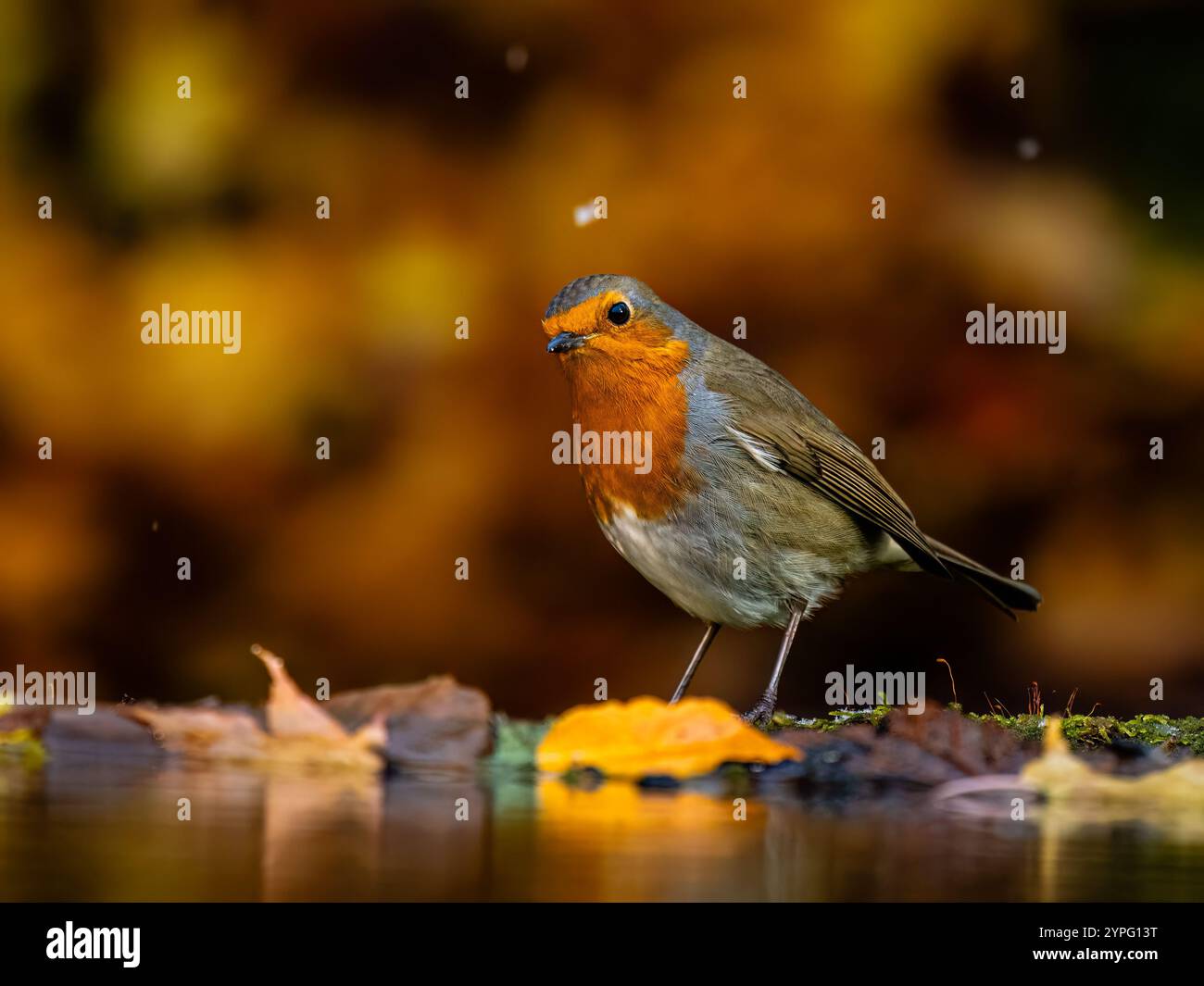 Robin pond ice garden hi-res stock photography and images - Alamy
