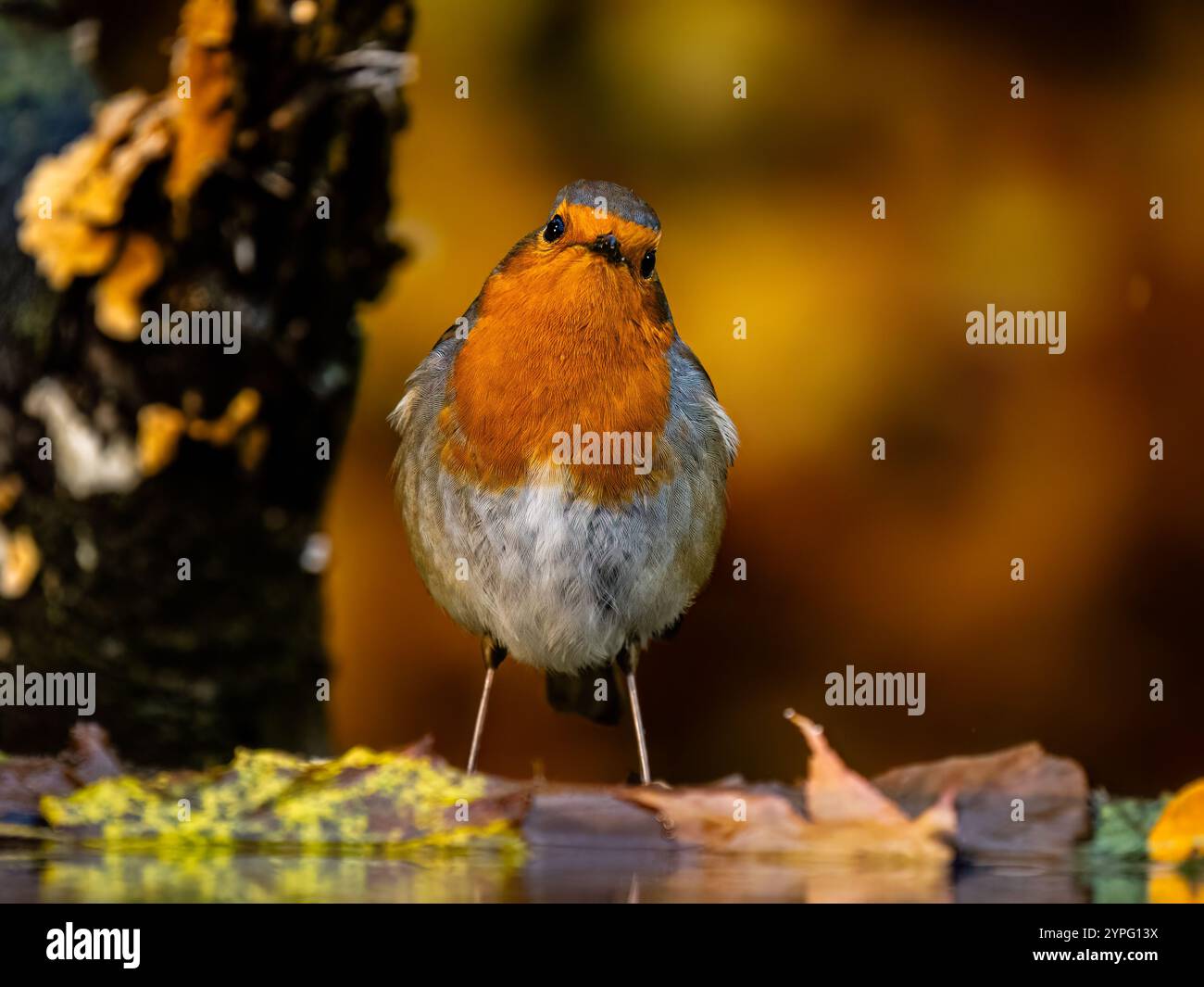 Robin pond ice garden hi-res stock photography and images - Alamy