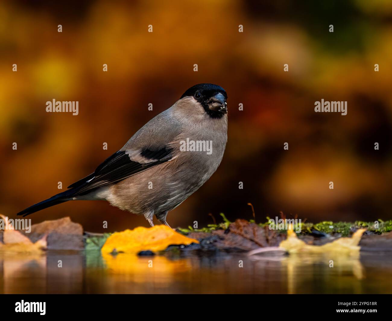 Female finches hi-res stock photography and images - Alamy
