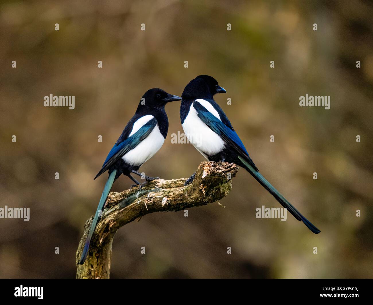 Pica pica autumn hi-res stock photography and images - Alamy