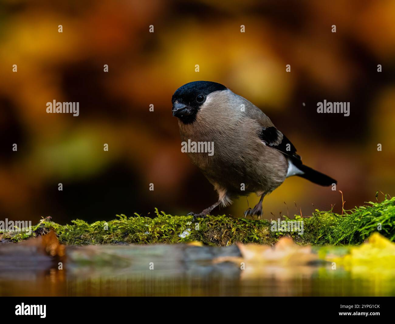 Bullfinch female hi-res stock photography and images - Alamy