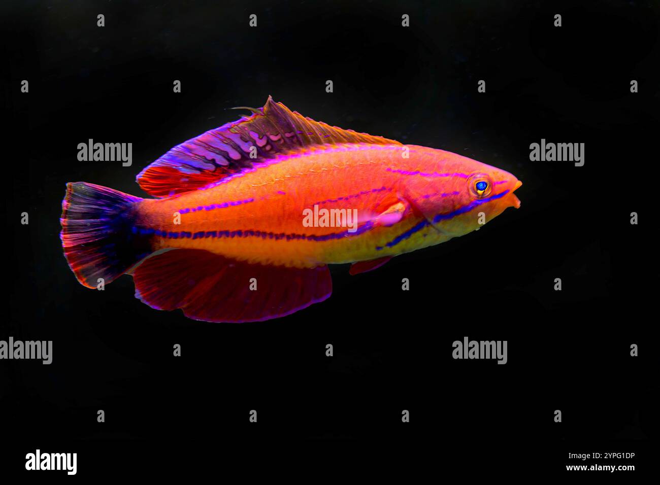 Fairy wrasse (Cirrrhilabrus sp., adult male). Aquariumphoto Stock Photo ...