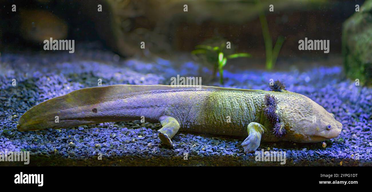 The critically endangered Lake Patzcuaro salamander (Ambystoma ...
