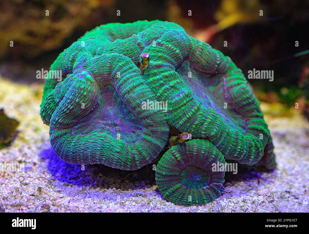 Open brain coral [trachyphyllia hi-res stock photography and images - Alamy