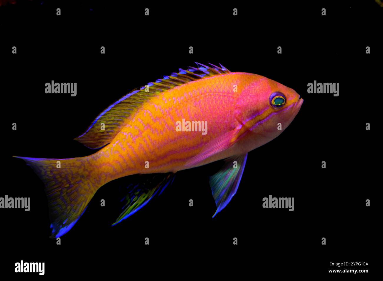 Two-spot basslet (Pseudanthias bimaculatus, dominant male ...