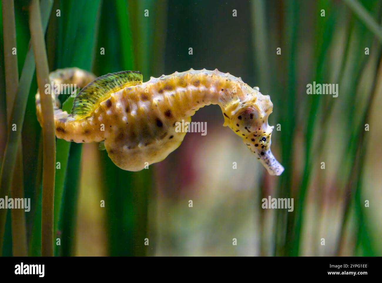 Big-belly seahorse (Hippocampus abdominalis). quariumphoto, Aquarium ...
