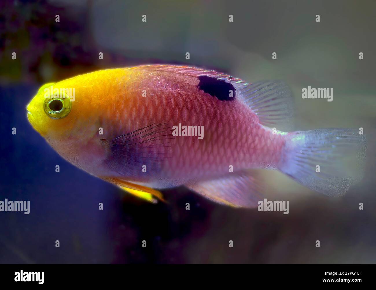 Talbot's damselfish (Chrysiptera talboti). Aquariumphoto Stock Photo ...