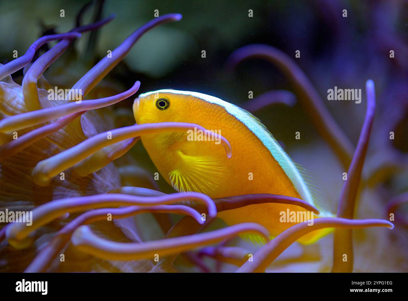 Orange skunk clownfish (Amphiprion sandaracinos) in the corkscrew ...