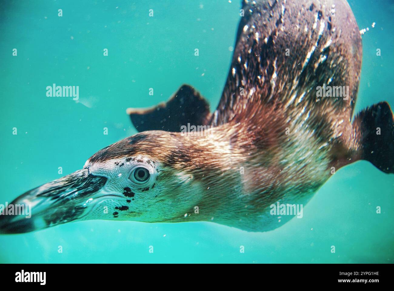 Friendly penguin hi-res stock photography and images - Alamy