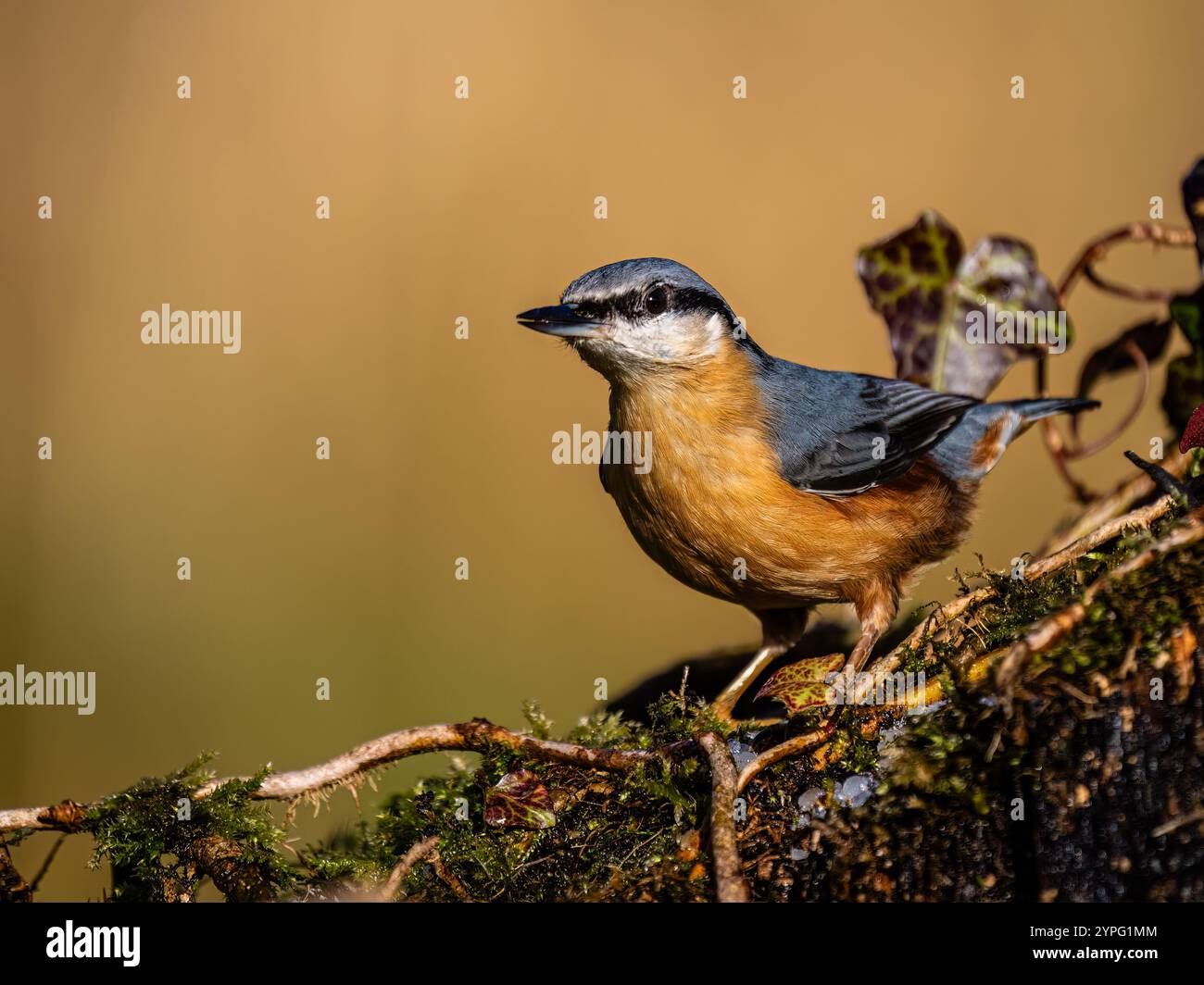 European nuthatch in autumn in mid Wales Stock Photo - Alamy