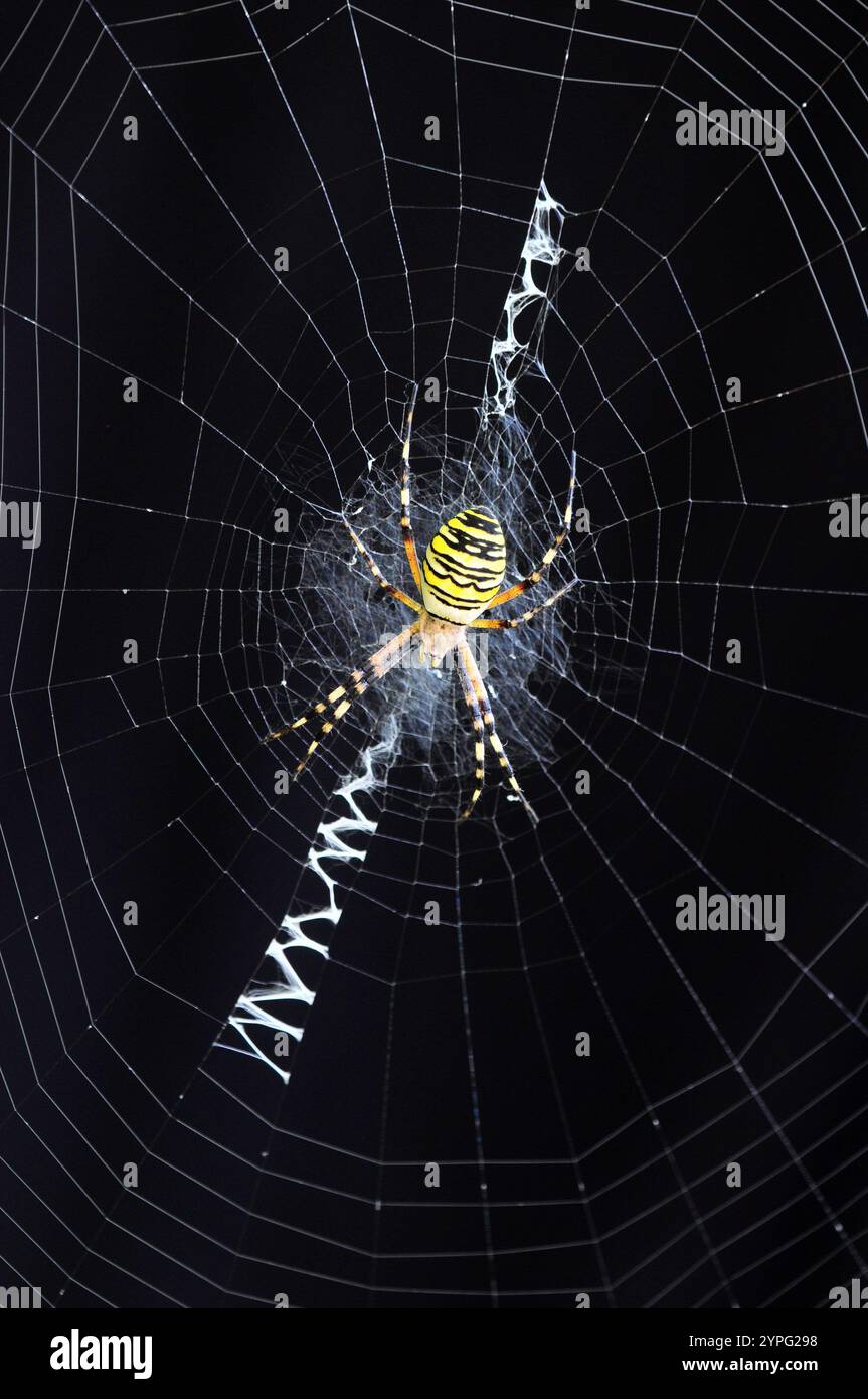 Spider web wallpaper hi-res stock photography and images - Alamy