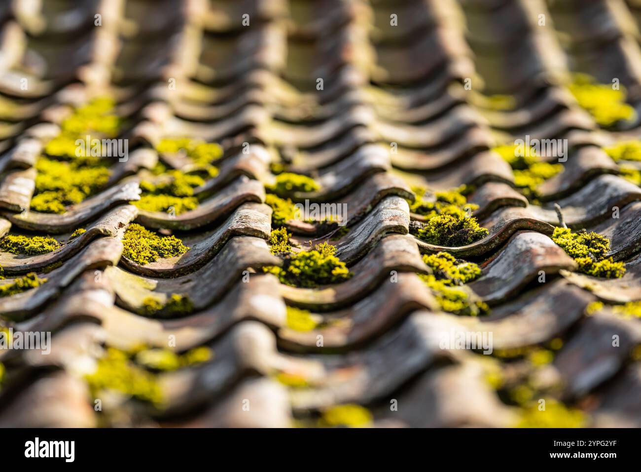 Tree growing on house roof hi-res stock photography and images - Alamy