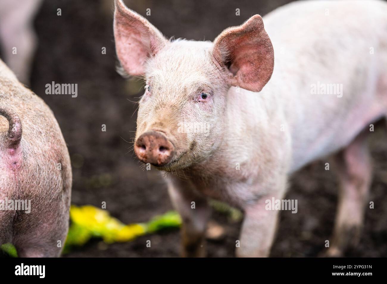 Pig in a pen hi-res stock photography and images - Alamy