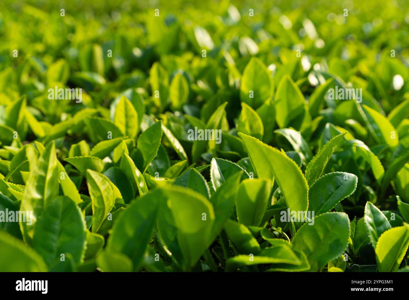 Autumn afternoon tea in hi-res stock photography and images - Alamy