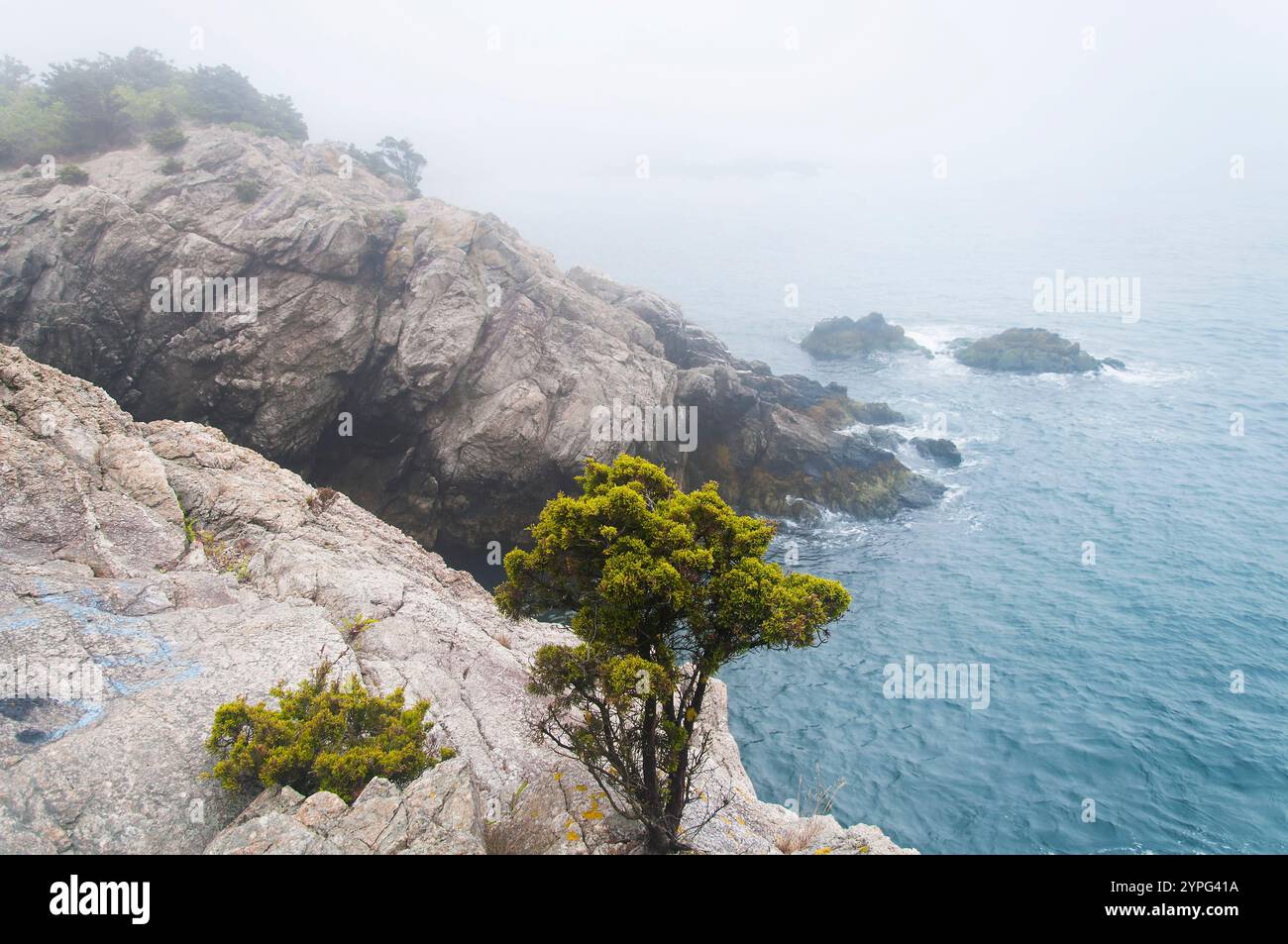 the foggy coast at Fort Wetherill State Park in Jamestown Rhode Island ...