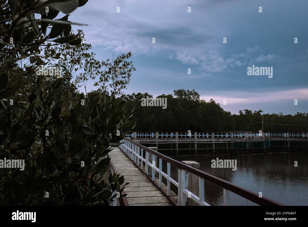 Wooden bridge in the mangrove forest. Romblon, Philippines Stock Photo ...