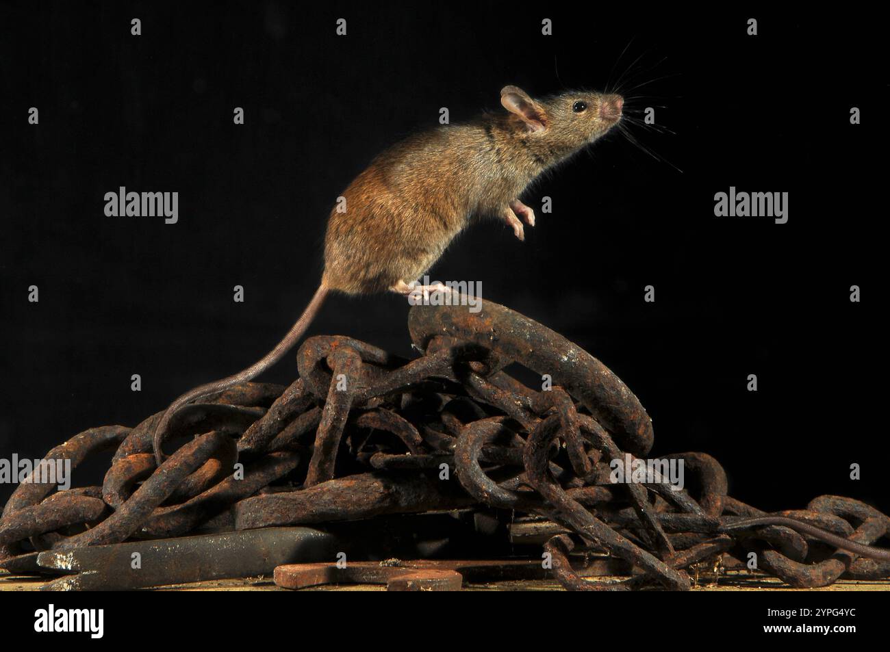 Adult house mouse Dorset, UK Stock Photo - Alamy