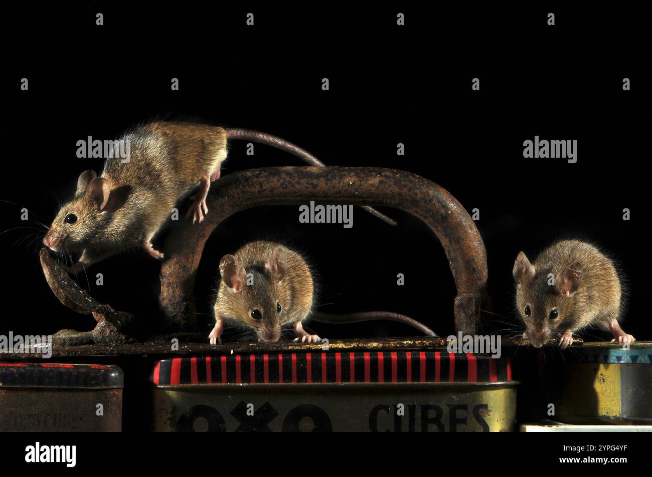 Adult house mice Dorset, UK Stock Photo - Alamy