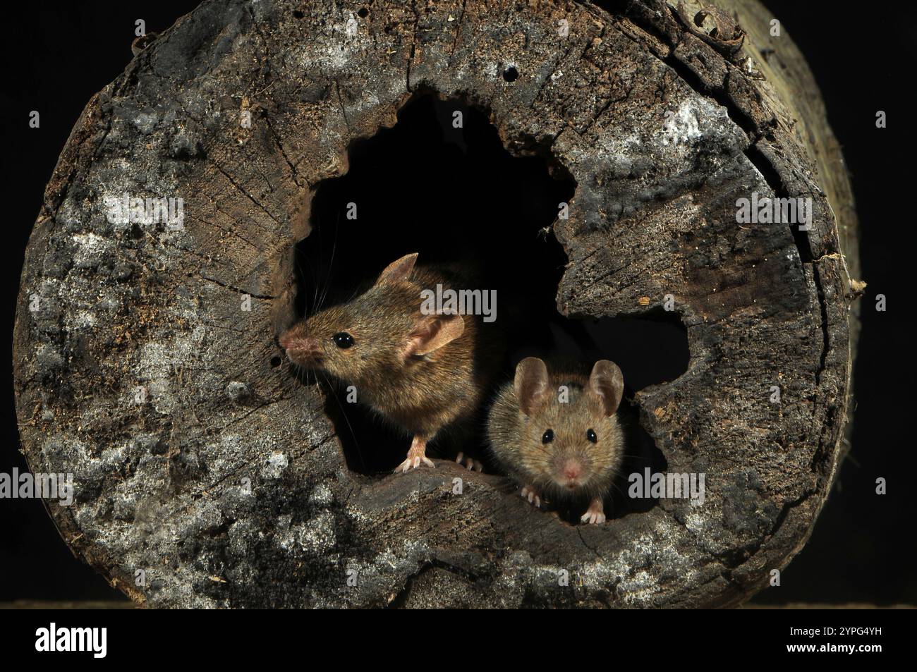 Adult house mice Dorset, UK Stock Photo - Alamy