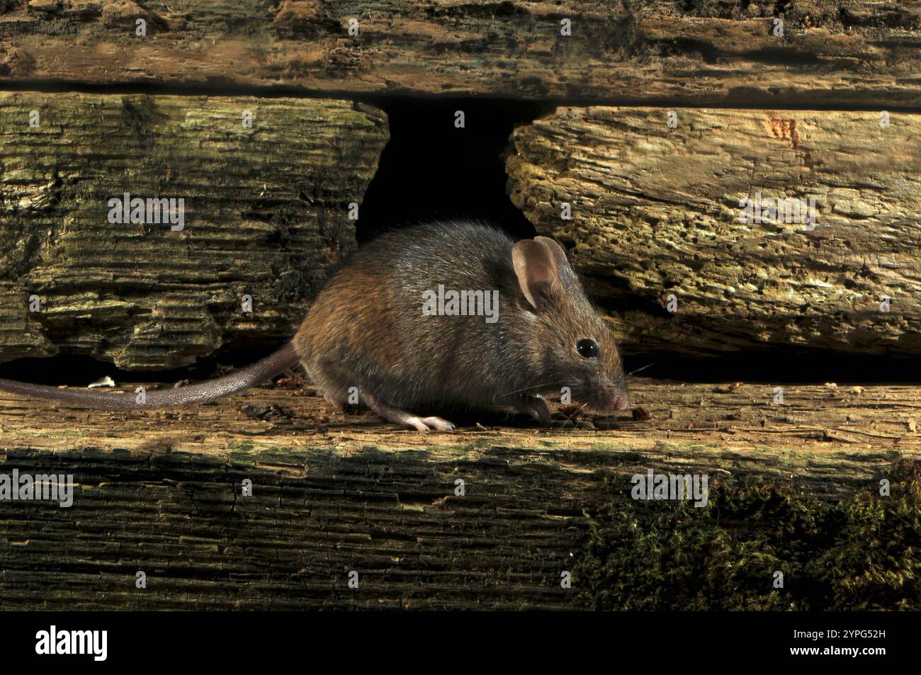 House mouse uk wild hi-res stock photography and images - Alamy