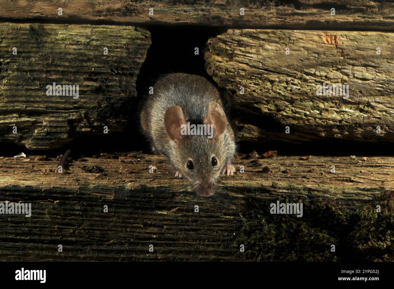 House mouse uk wild hi-res stock photography and images - Alamy