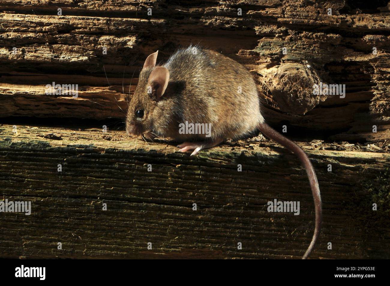 Adult house mouse Dorset, UK Stock Photo - Alamy