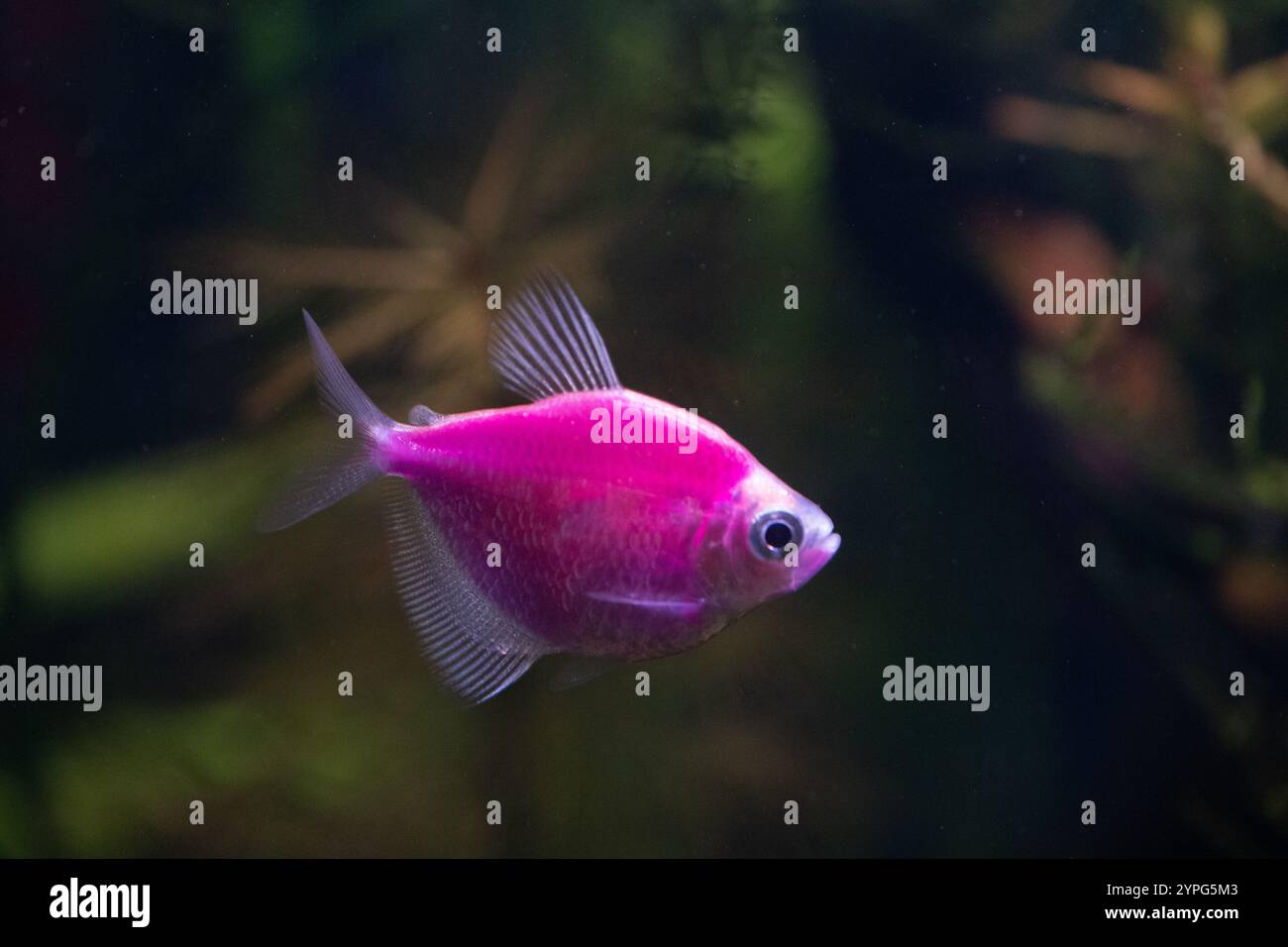 Beautiful colorful tropical fish swimming in an aquarium Stock Photo ...