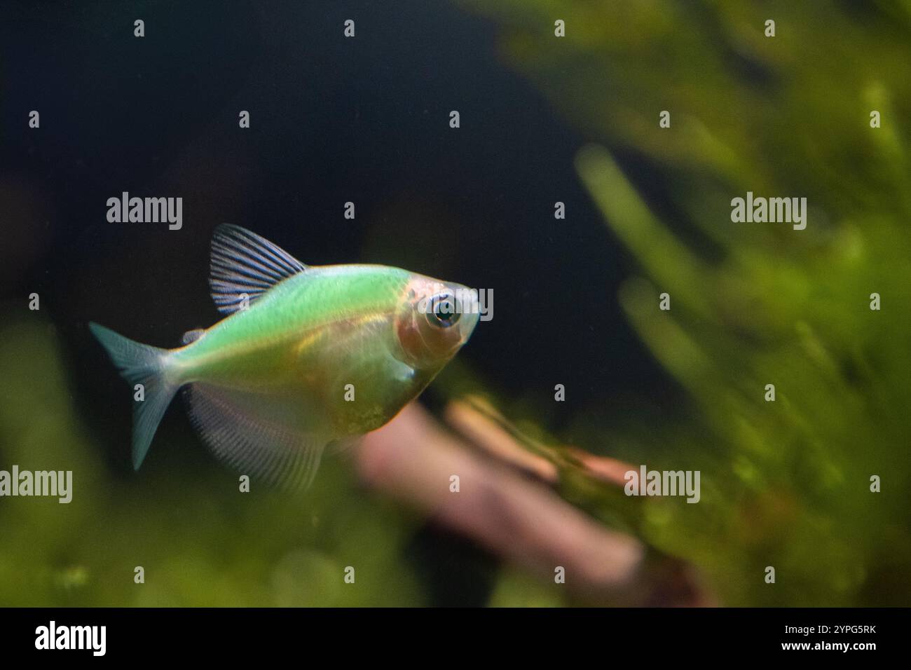 Tropical fish ternecia in an aquarium, closeup portrait Stock Photo - Alamy