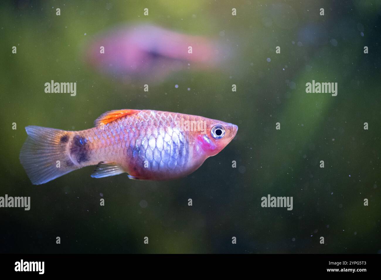 Mouse fish hi-res stock photography and images - Alamy