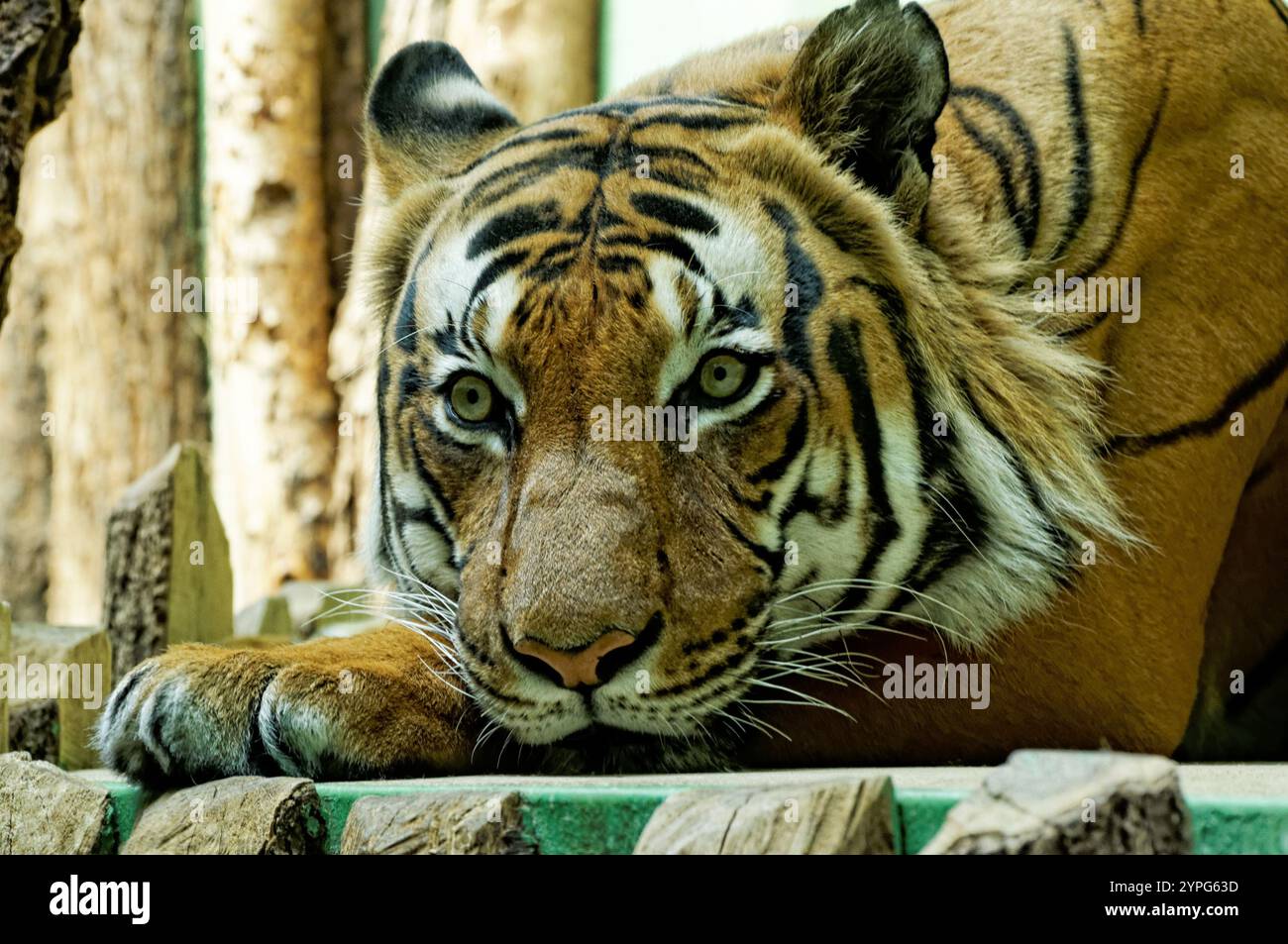 Prazska zoo hi-res stock photography and images - Alamy