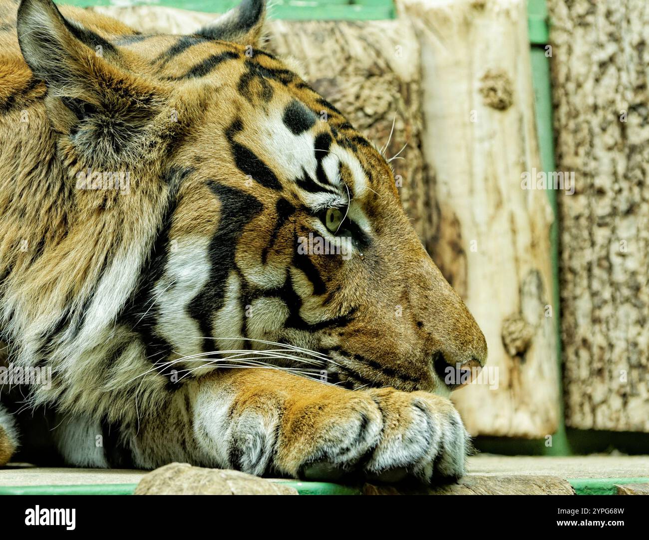 Prazska zoo hi-res stock photography and images - Alamy