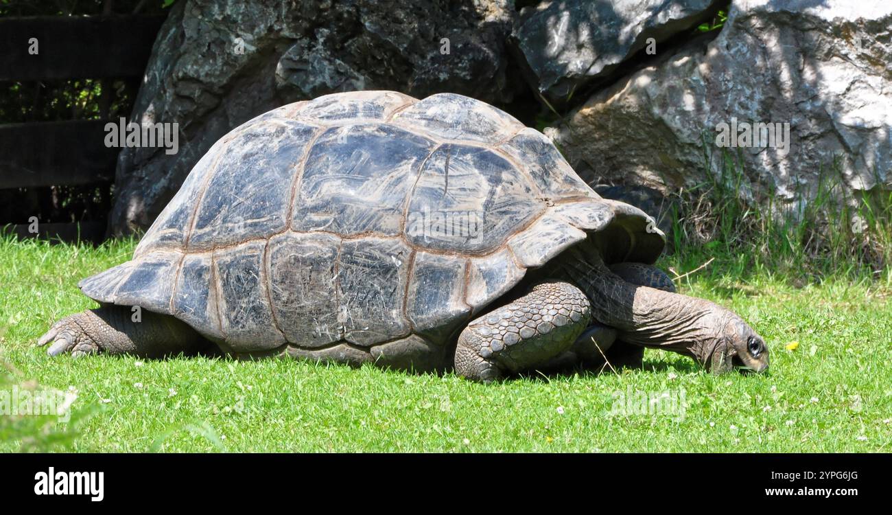 Prazska zoo hi-res stock photography and images - Alamy