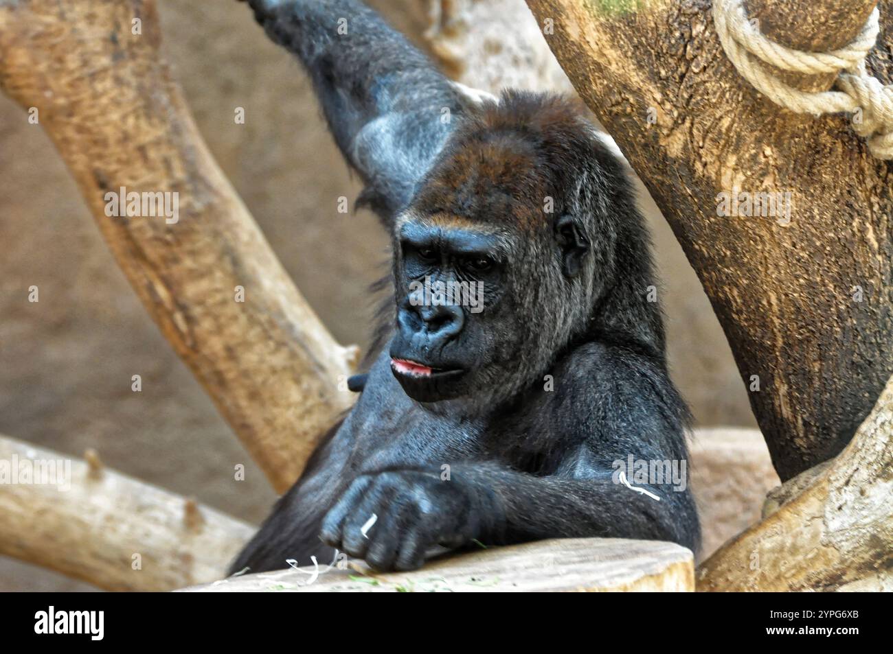 Pražská ZOO / Prague ZOO Stock Photo - Alamy