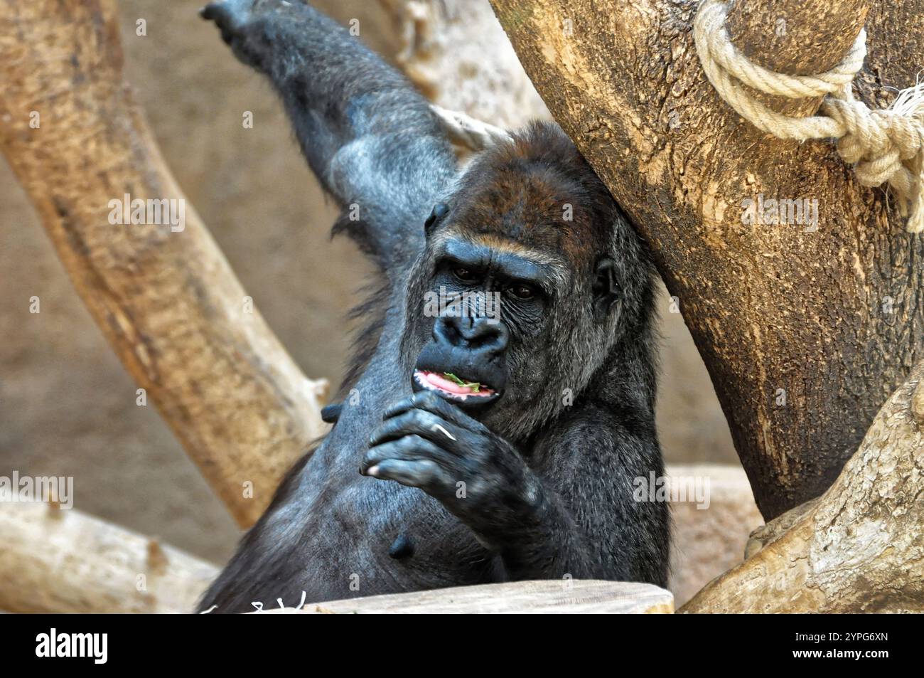 Pražská ZOO / Prague ZOO Stock Photo - Alamy