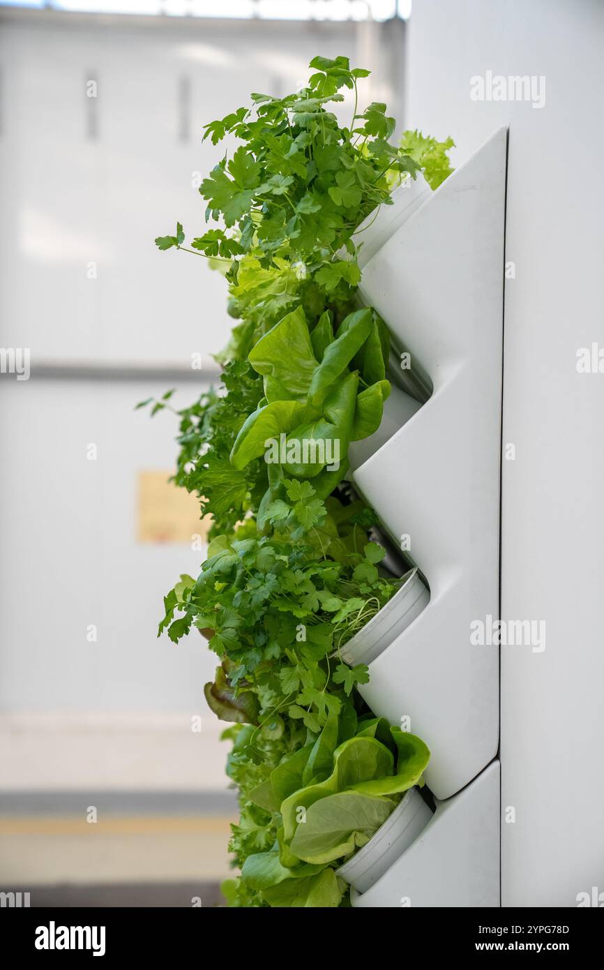 Vertical farming. Plant wall with greenhouse grown produce. Eco ...