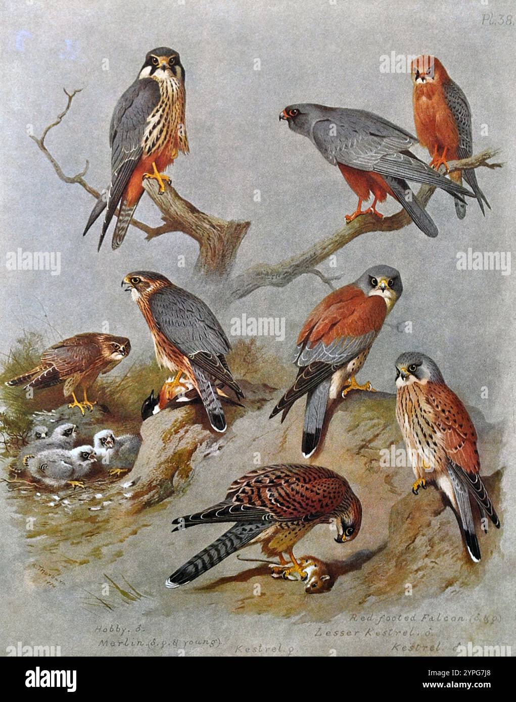 Hobby(Falco subbuteo), Red Footed Falcon(Falco vespertinus), Merlin ...