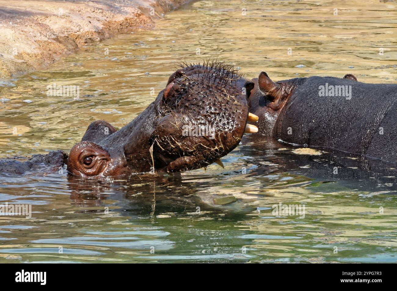 Pražská ZOO / Prague ZOO Stock Photo - Alamy