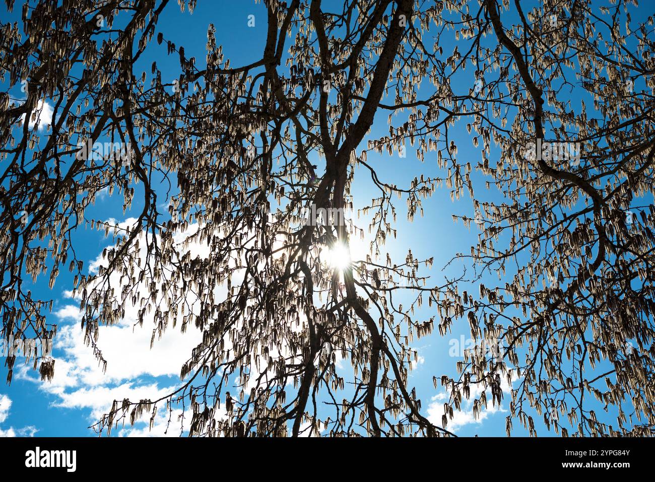 Tree from below hi-res stock photography and images - Alamy