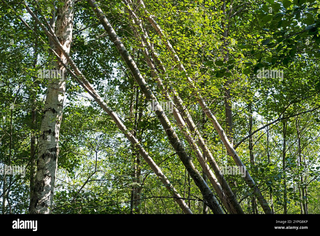 Trees leaning after a storm Stock Photo - Alamy
