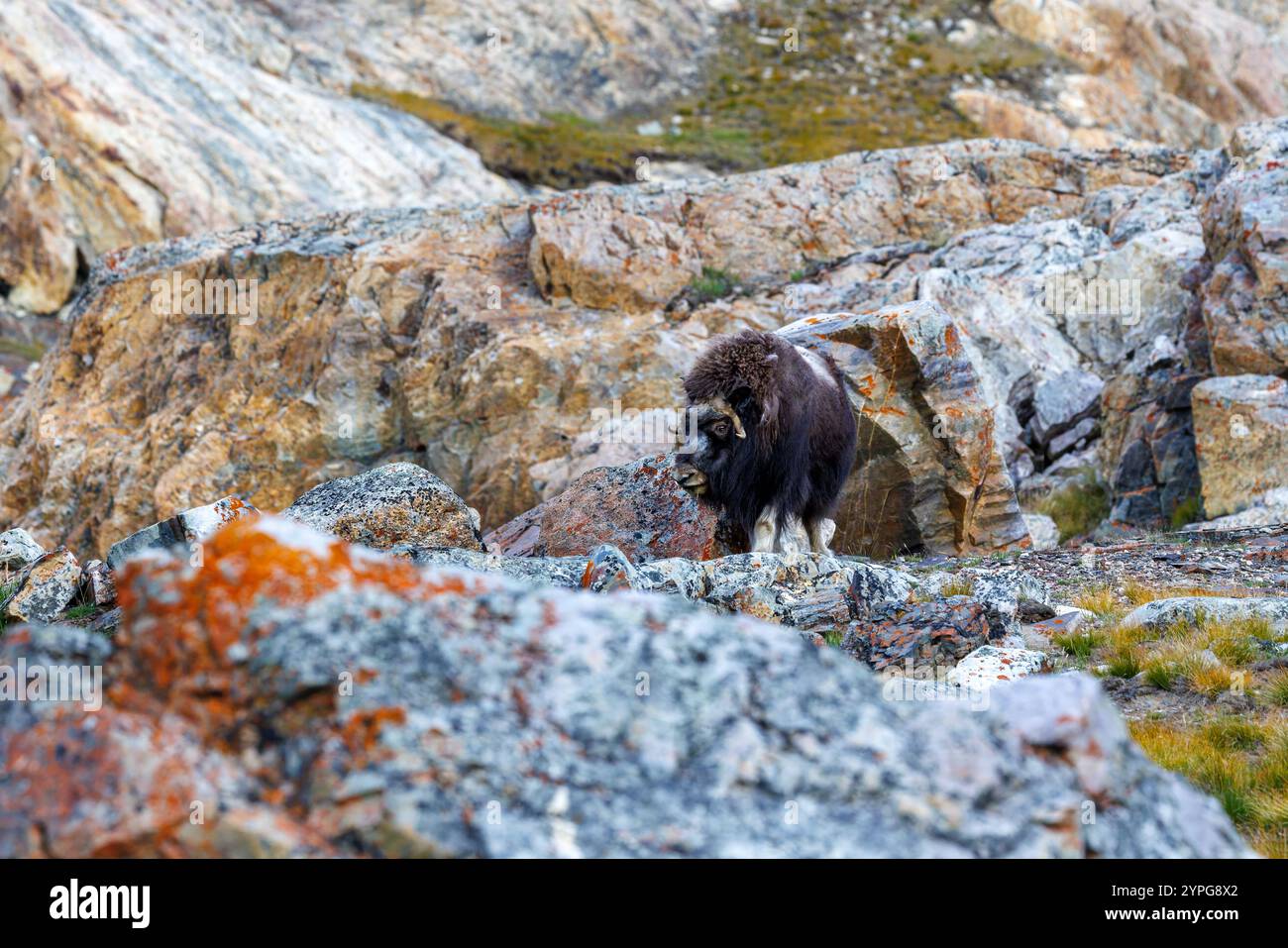 Musk ox, Ovibos moschatus, in the mountainside tundra of Geologfjord ...