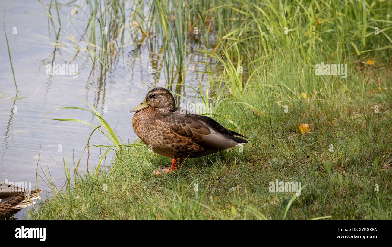 Duck beak hi-res stock photography and images - Alamy
