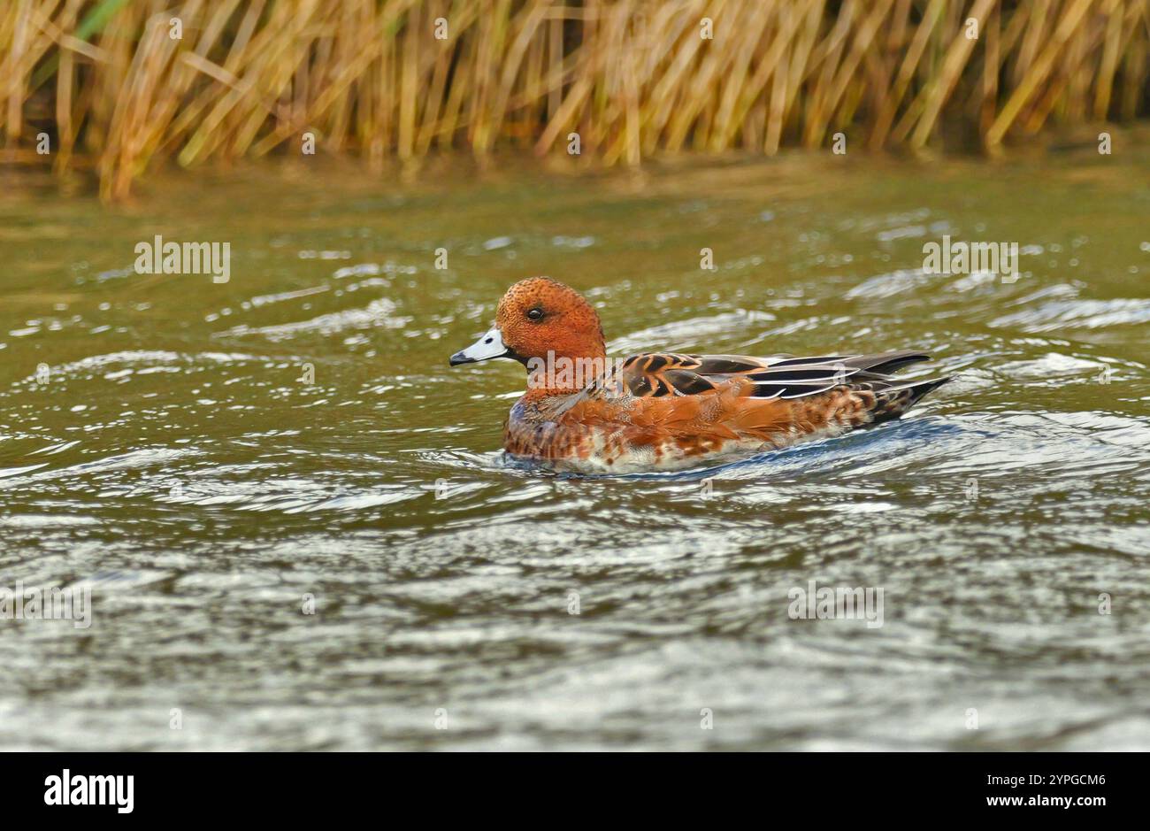 Atini hi-res stock photography and images - Alamy