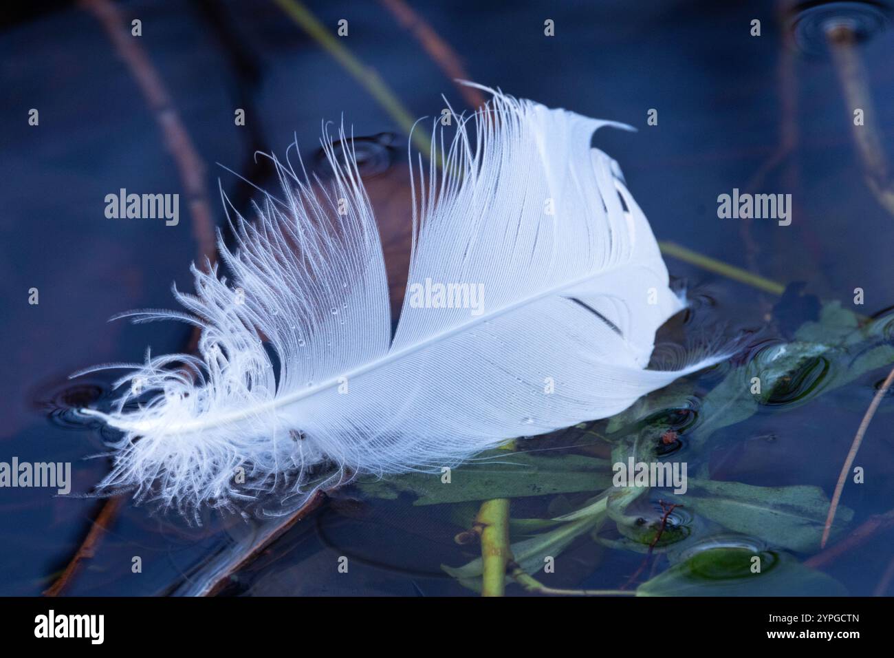 The delicate body feather of a Mute Swan. As one of the UK's heaviest ...